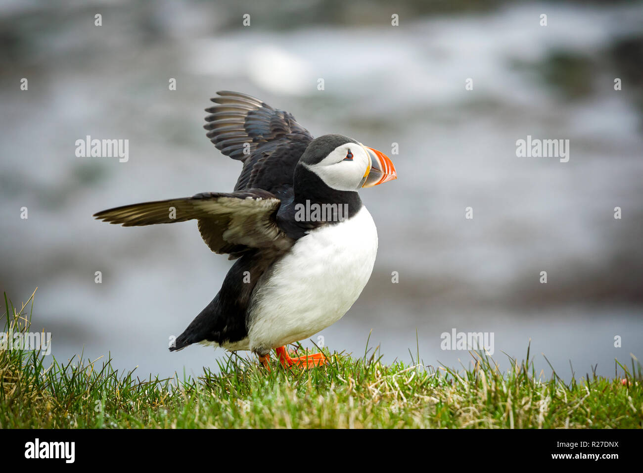 The beautiful Puffin a rare bird specie photographed in Iceland Stock ...