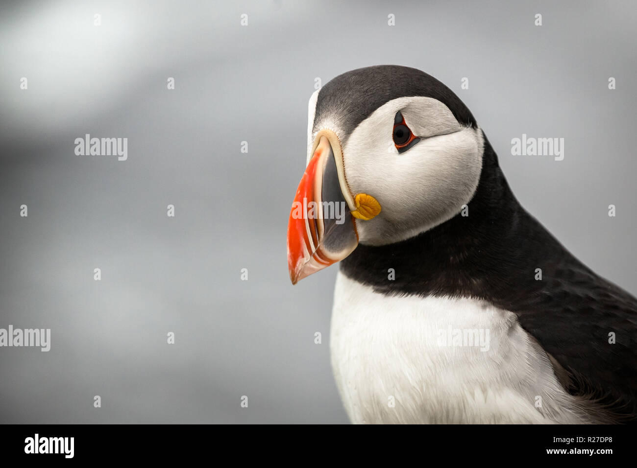 The beautiful Puffin a rare bird specie photographed in Iceland Stock ...