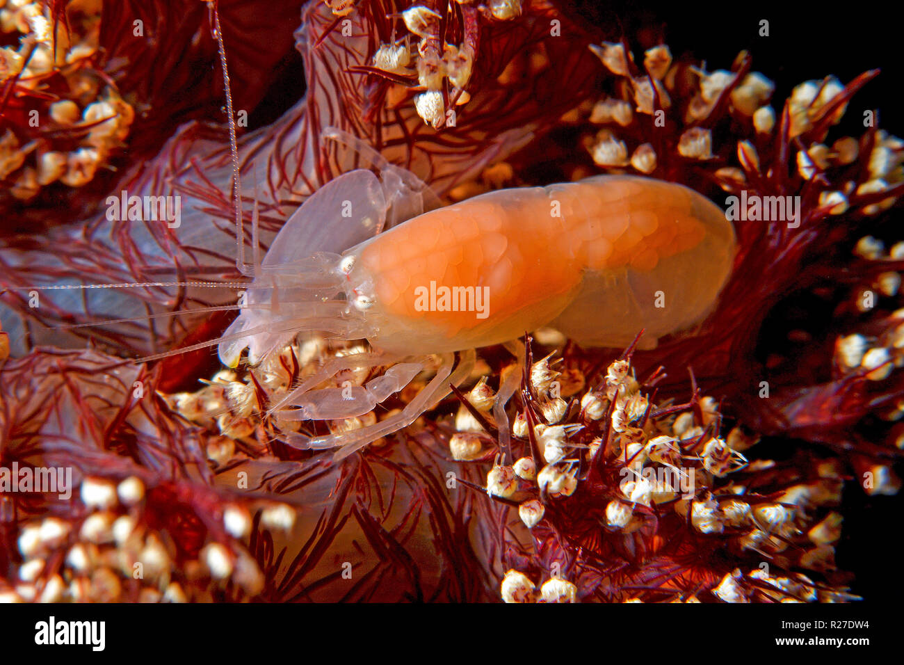 Pistol shrimp hi-res stock photography and images - Alamy