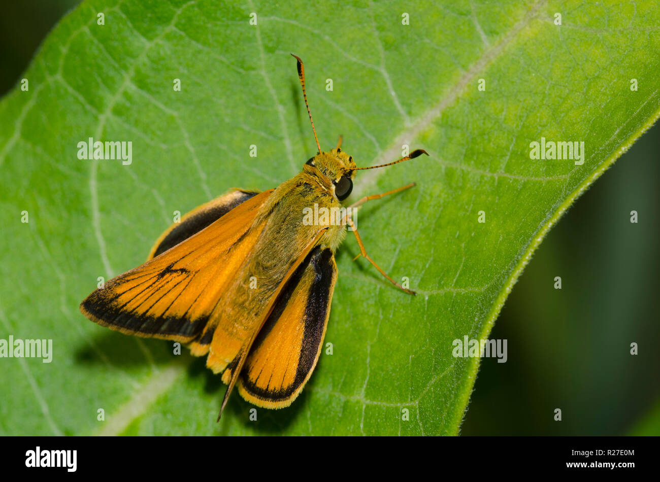 Delaware Skipper, Anatrytone logan, male Stock Photo - Alamy