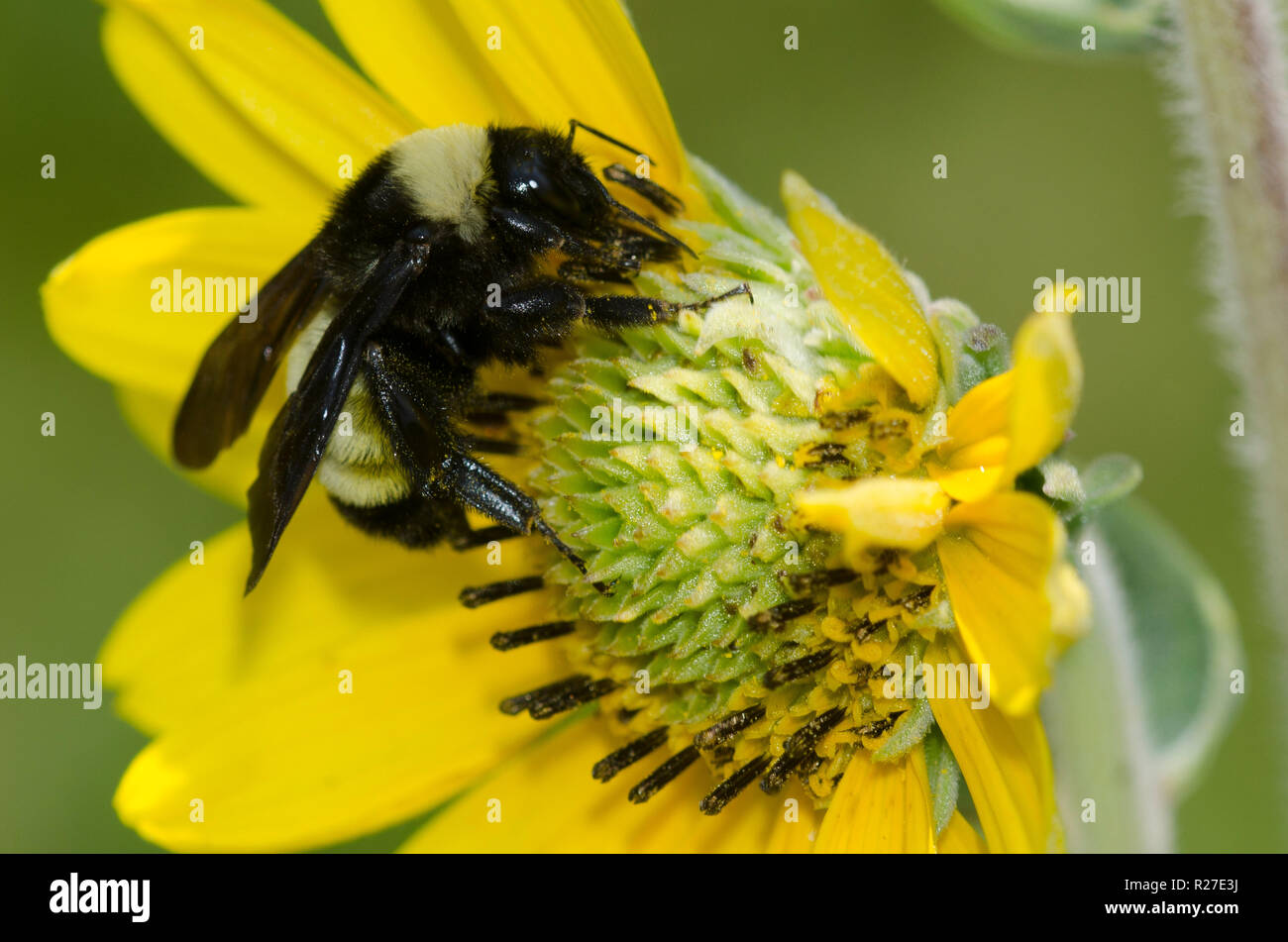 American Bumble Bee, Bombus pensylvanicus, on Maximilian sunflower ...