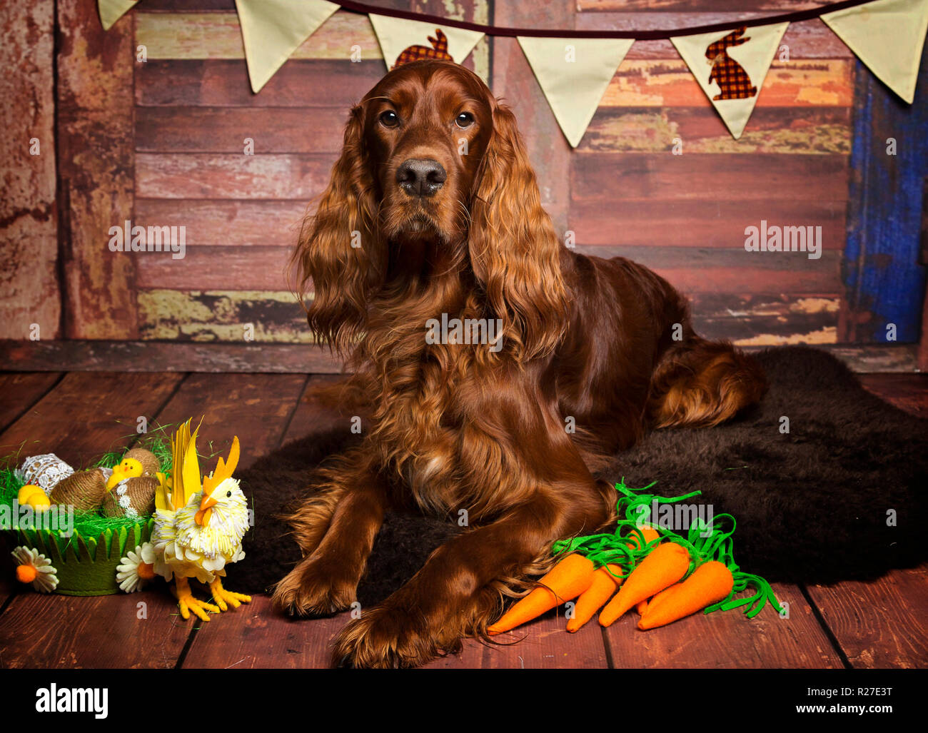 Red Irish Setter Dog in Calendar Themed Studio Pose Stock Photo - Alamy