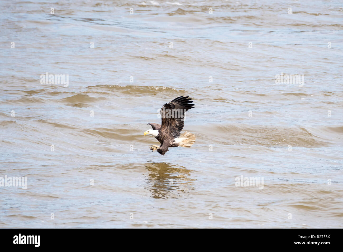 Mature Bald Eagle flying close over the water with legs outstretched to ...