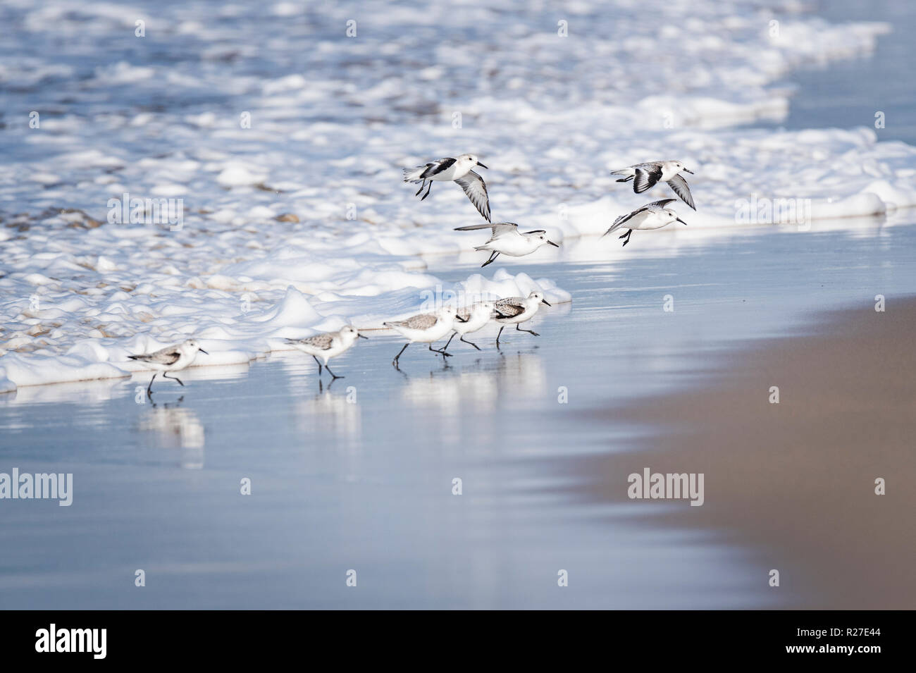 A group of Sanderling´s on the beach Stock Photo - Alamy