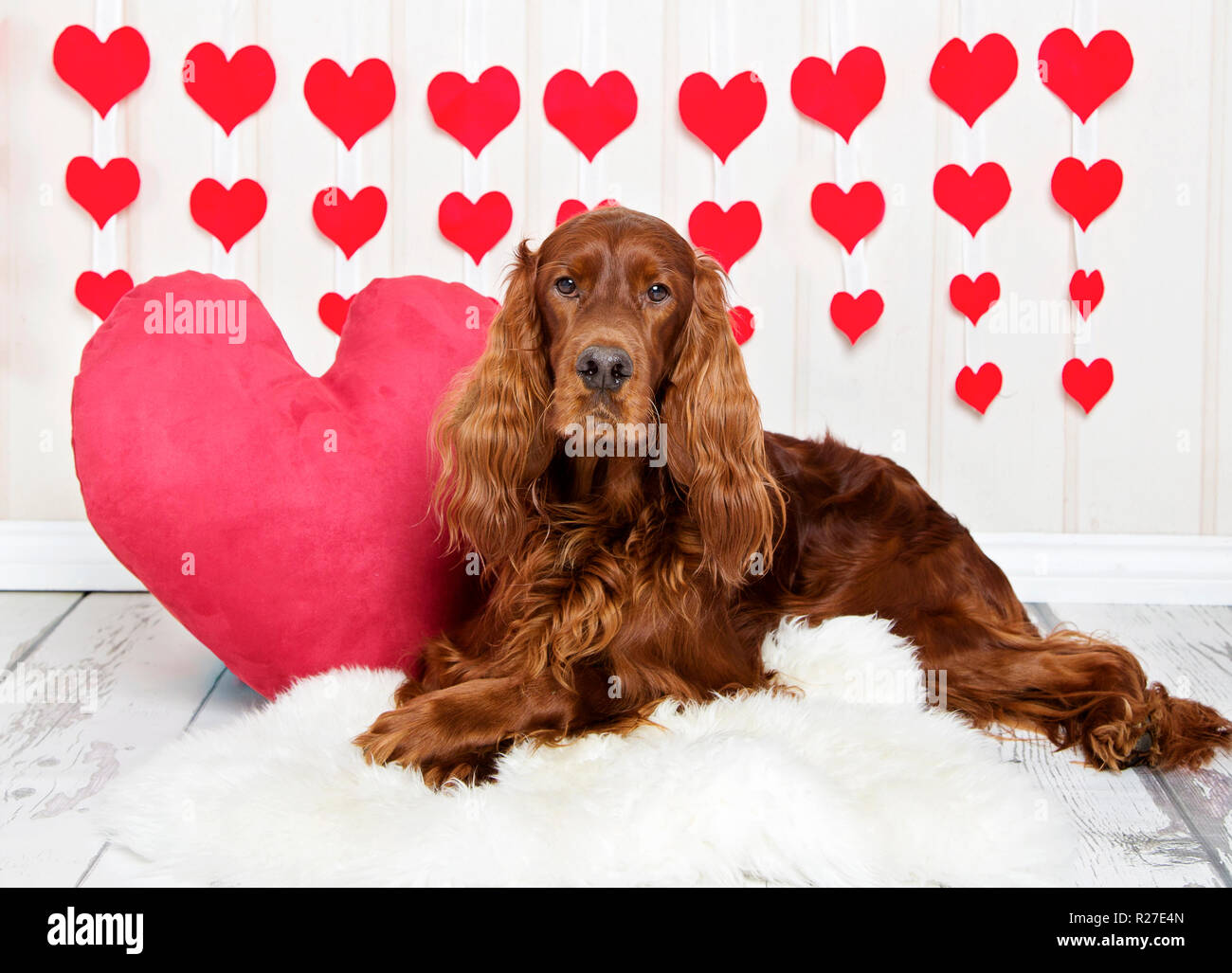 Red Irish Setter Dog in Calendar Themed Studio Pose Stock Photo - Alamy