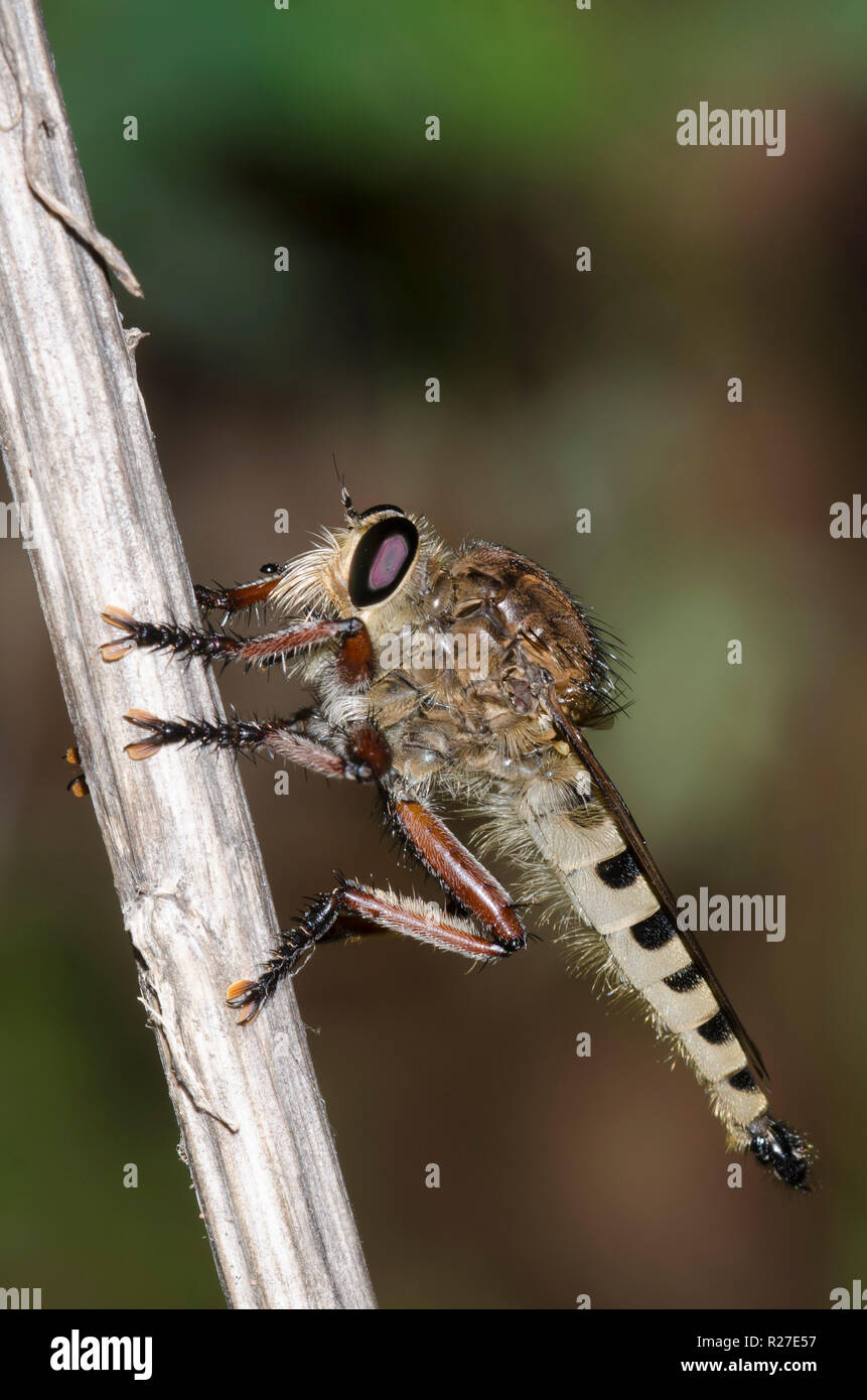 Giant Robber Fly, Promachus hinei, male Stock Photo - Alamy
