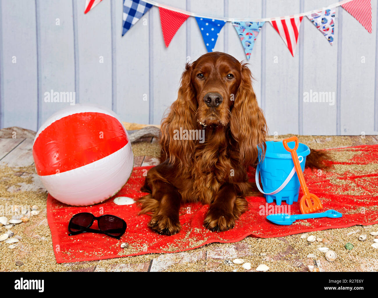Red Irish Setter Dog in Calendar Themed Studio Pose Stock Photo - Alamy