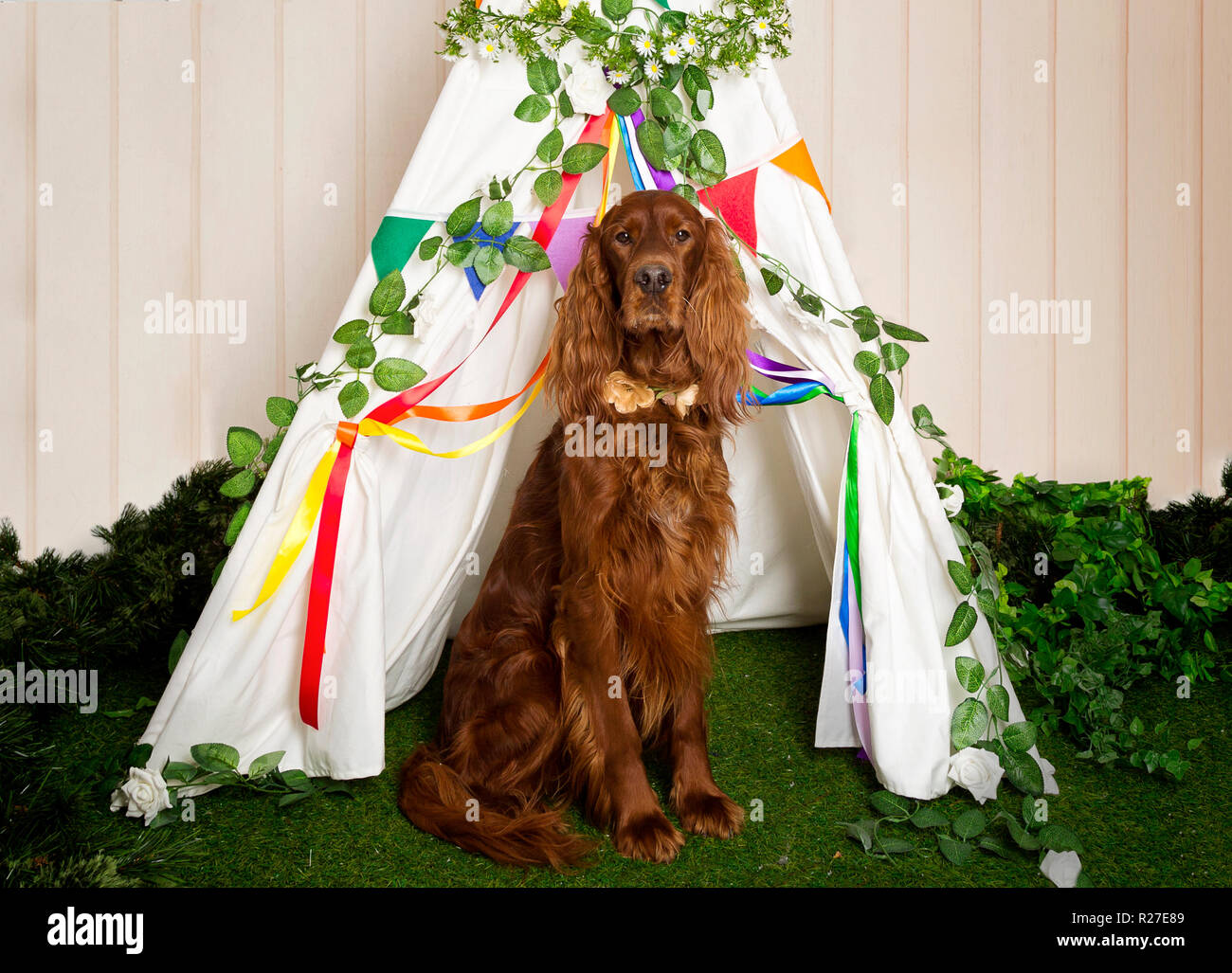 Red Irish Setter Dog in Calendar Themed Studio Pose Stock Photo - Alamy