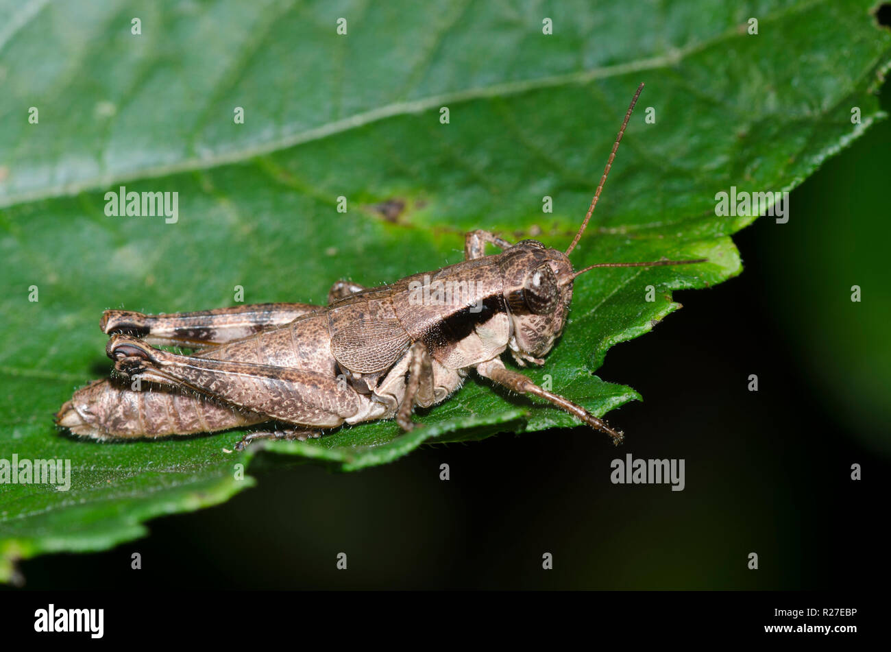 Spur-throated Grasshopper, Melanoplus sp., female Stock Photo - Alamy