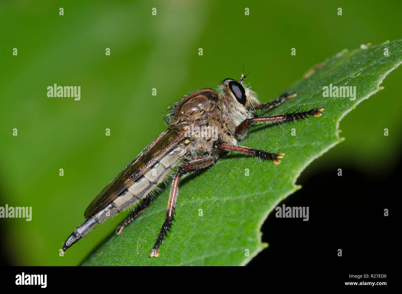 Giant Robber Fly, Promachus hinei, female Stock Photo - Alamy