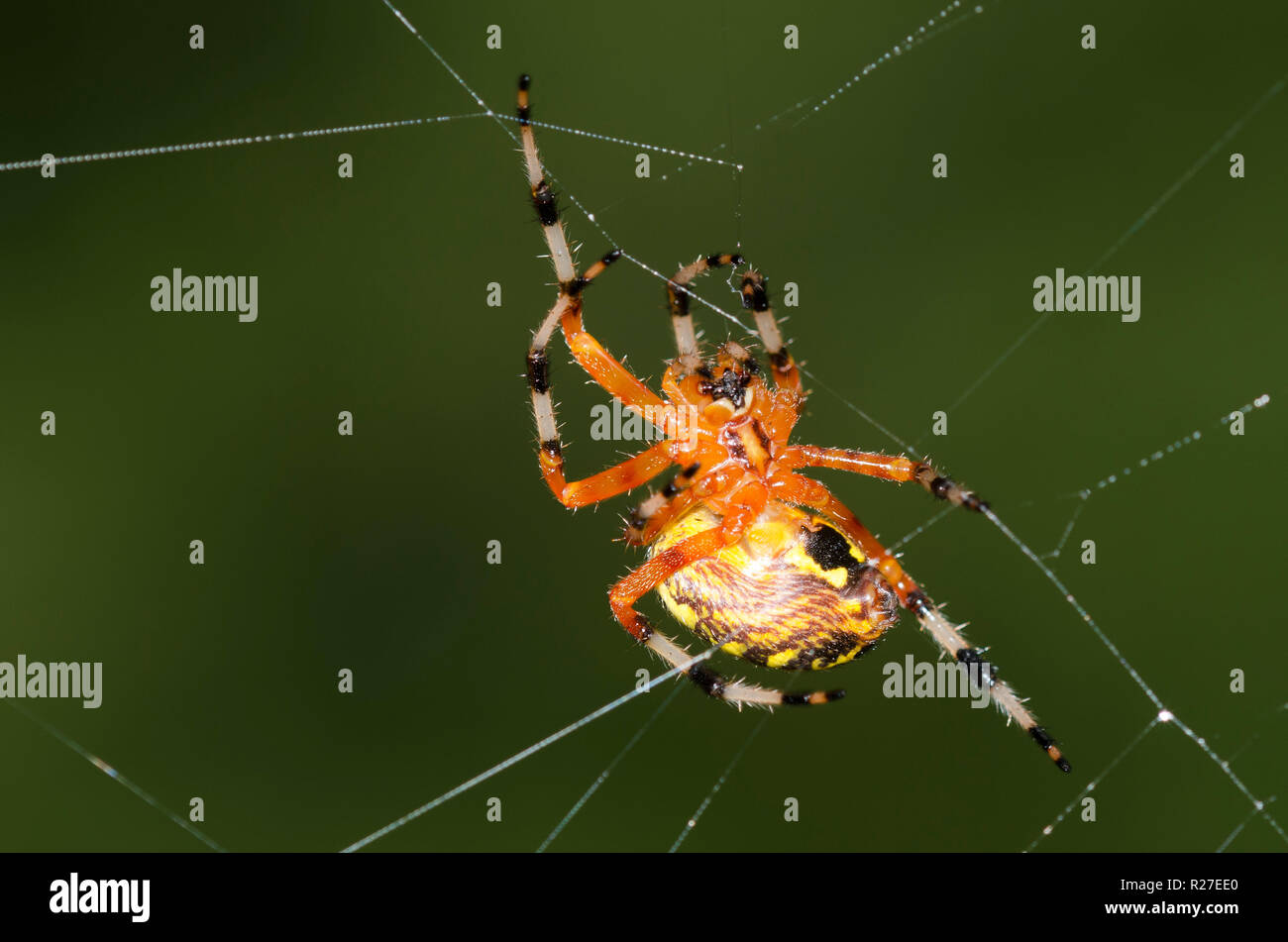 Marbled orbweaver marbled orb weaver marbled hi-res stock photography ...