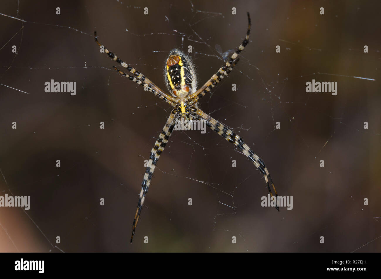 Banded Argiope, Argiope trifasciata Stock Photo - Alamy