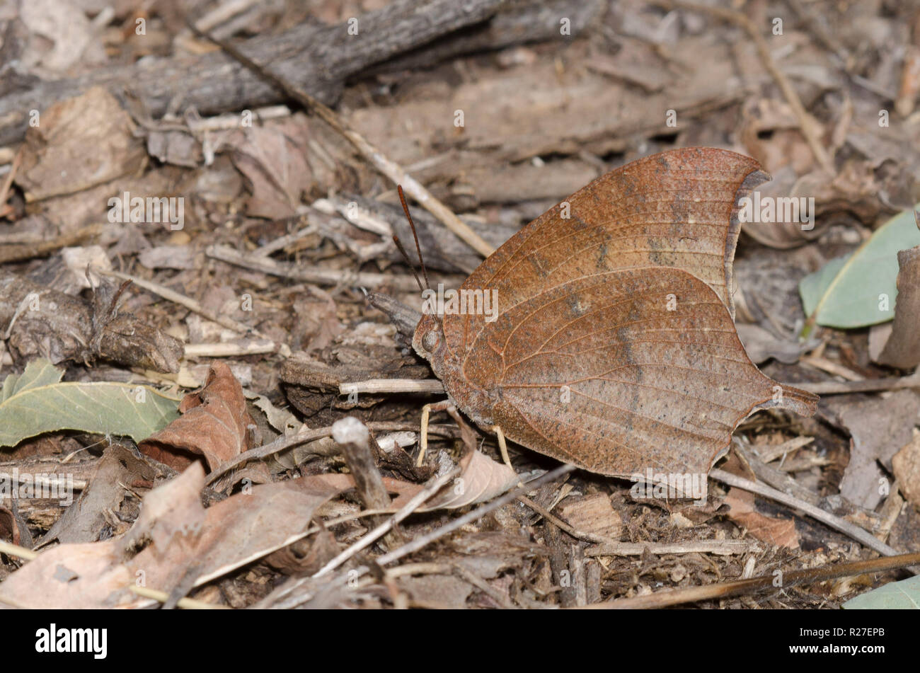 Goatweed Leafwing, Anaea andria, camouflaged in leaf litter on forest ...