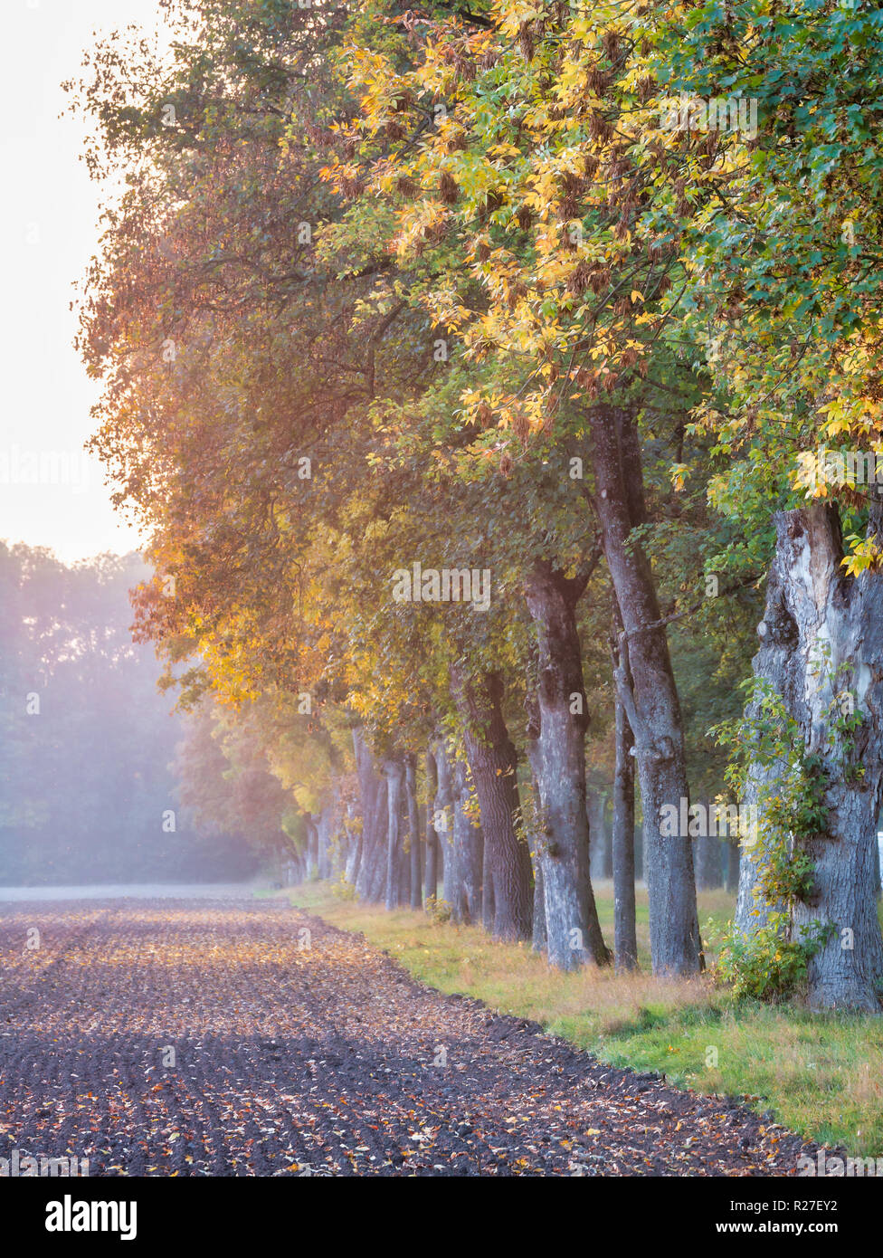 Image of field and colorful trees in autumn during sunset Stock Photo ...