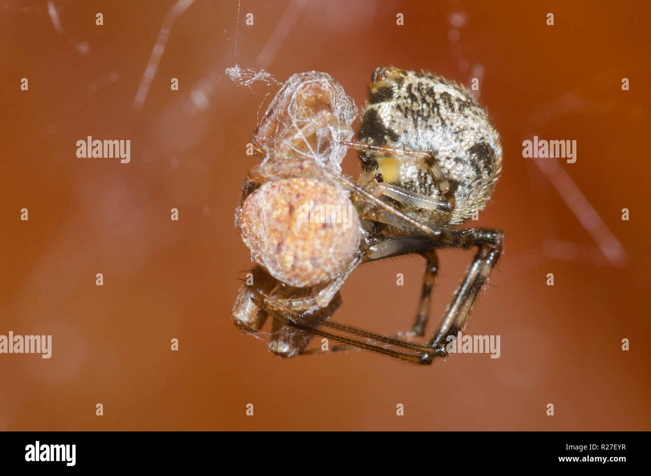 Common House Spider, Parasteatoda tepidariorum, with prey Stock Photo ...