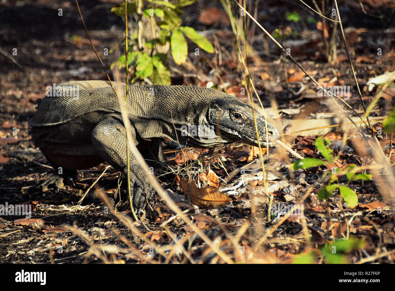 Komodo Dragon on Rinca Island, Komodo National Park, Indonesia Stock ...