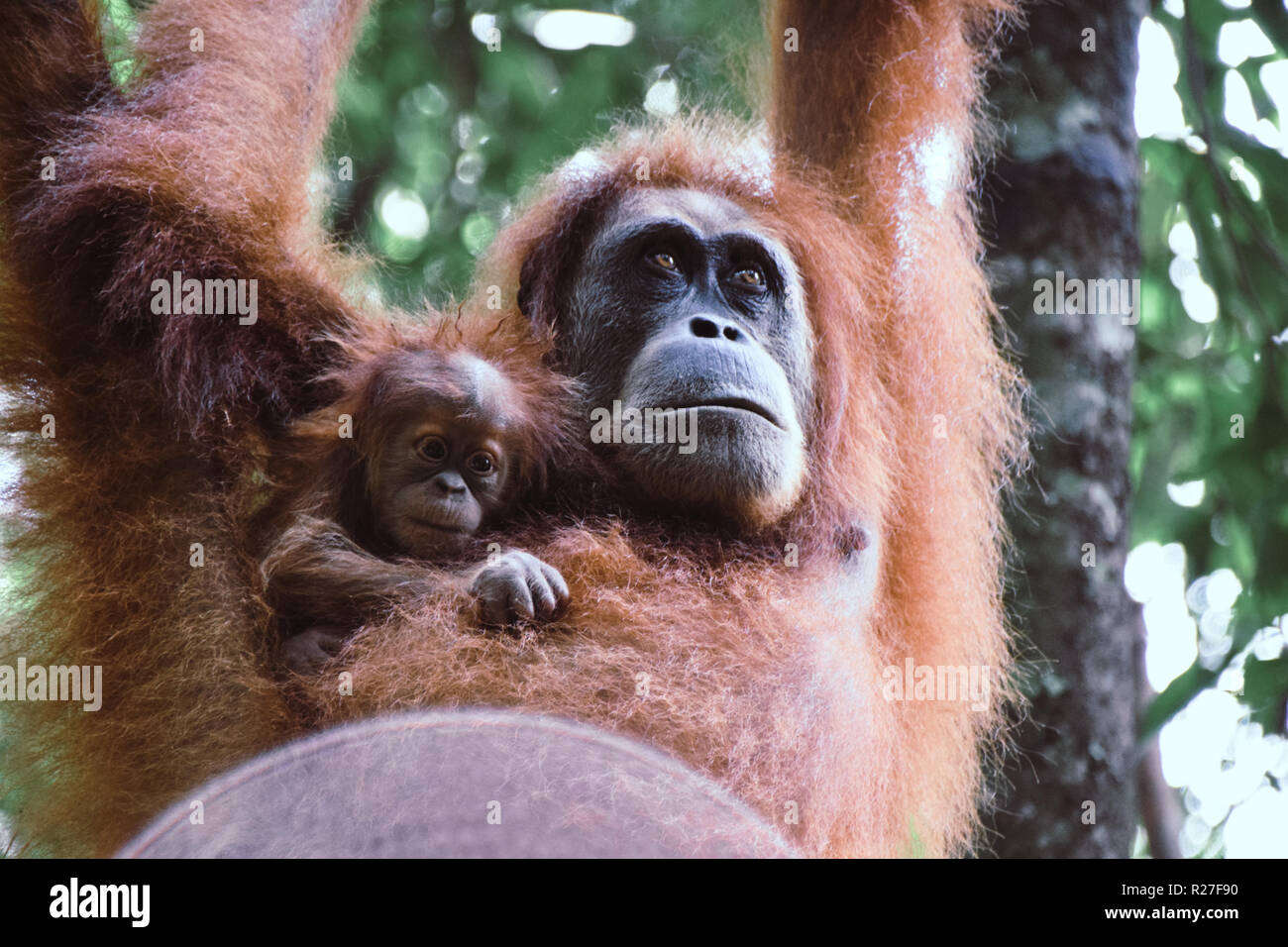 Mother and baby Orangutan hanging from a Tree in the Sumatra Rainforest ...