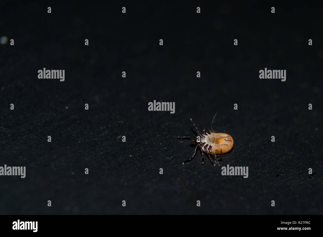 Tick on a cat hi-res stock photography and images - Alamy