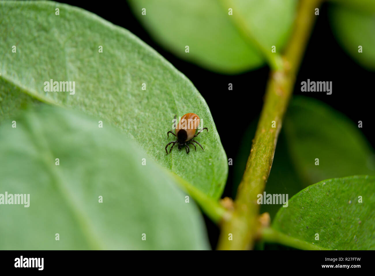 Tick on the leaf, grass Stock Photo - Alamy