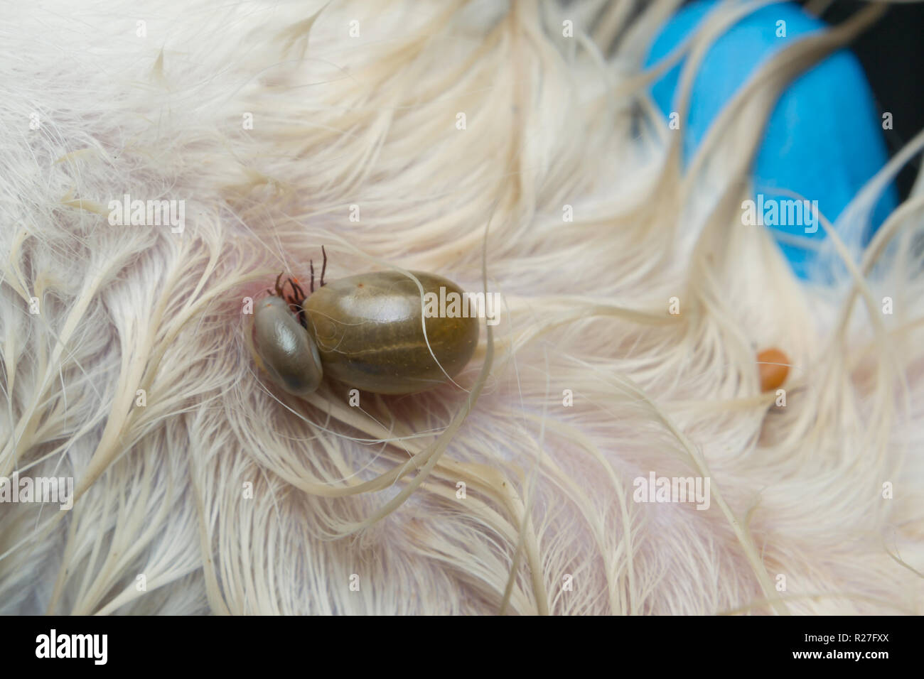 Tick Infestation High Resolution Stock Photography and Images - Alamy