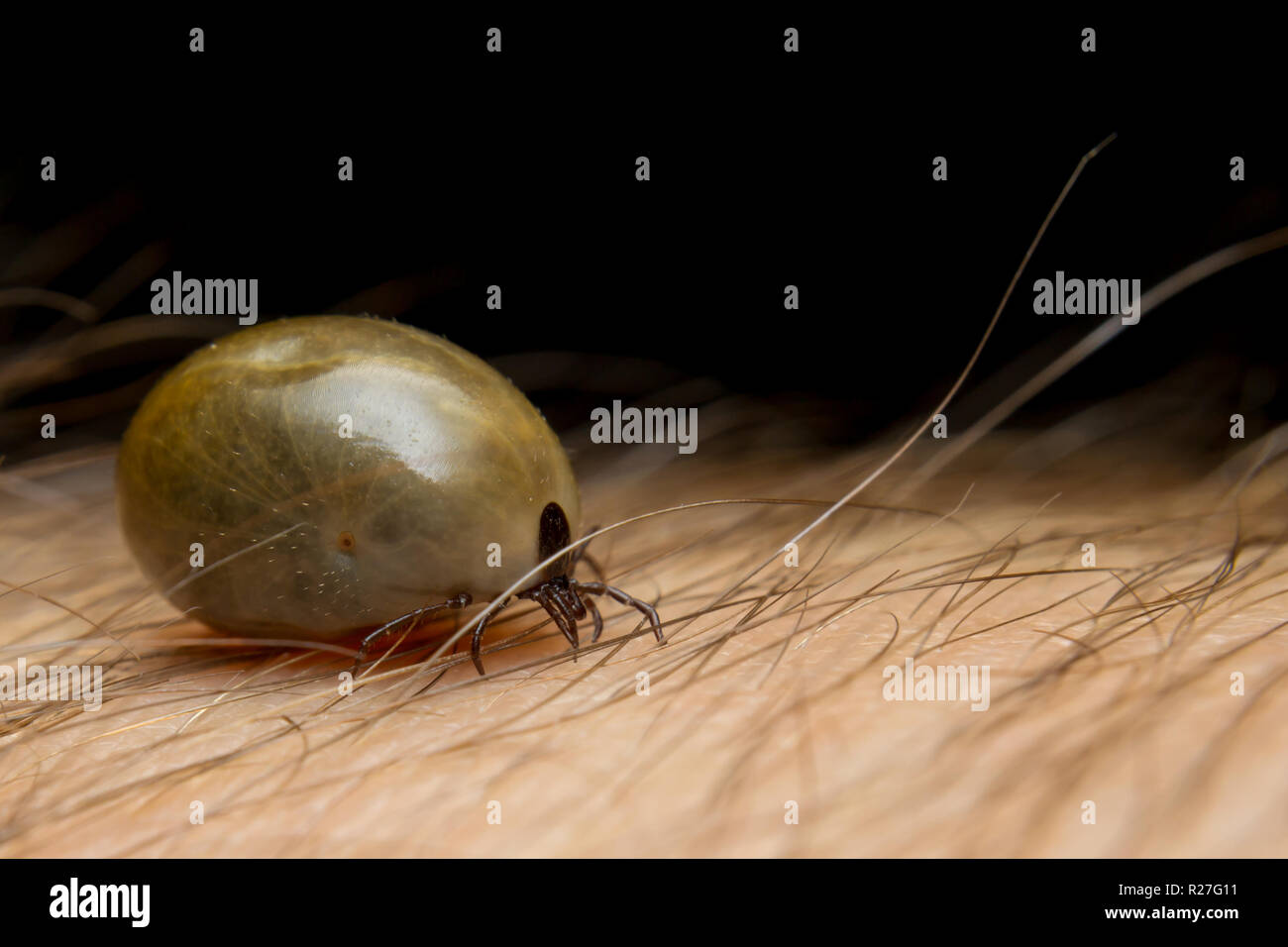 Human veterinary hi-res stock photography and images - Alamy