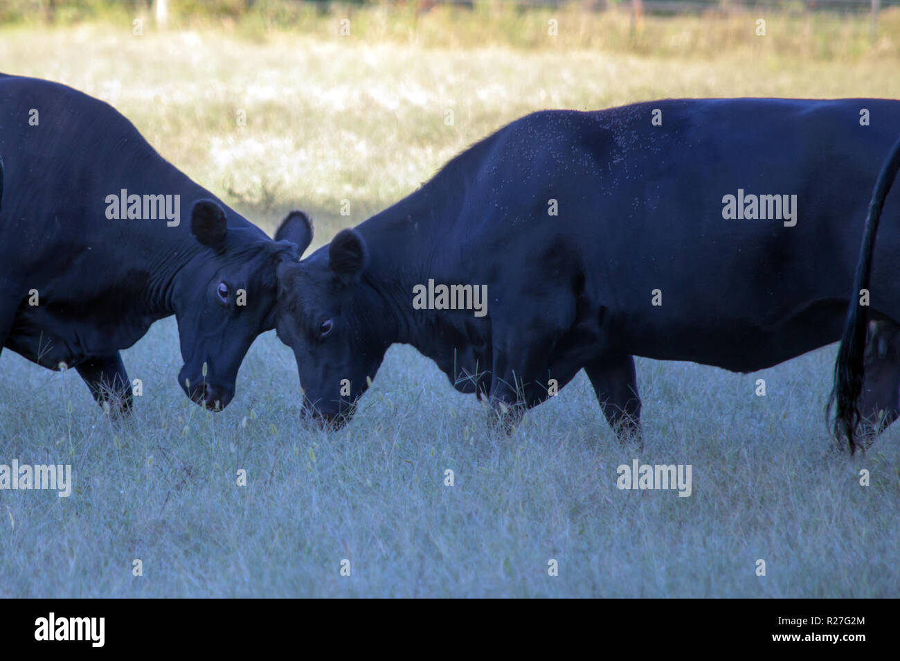 Two black cows in the throws of a battle. Bokeh background Stock Photo ...