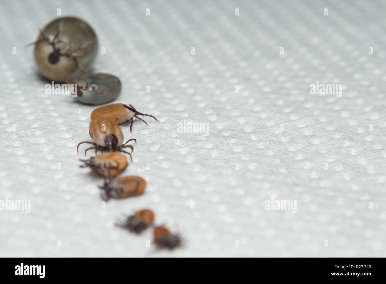 Ticks in different stages of evolution on white background. Adult and ...