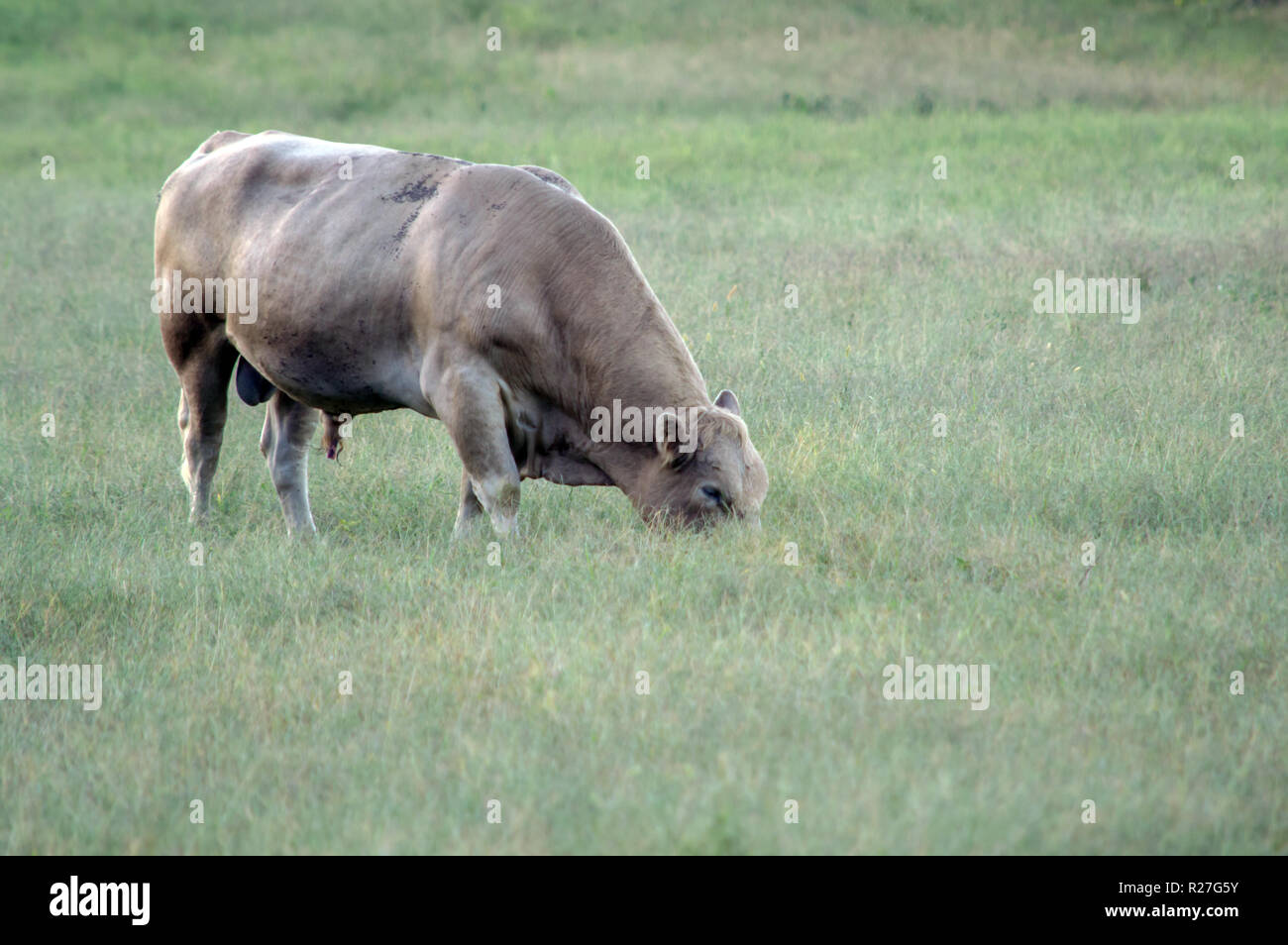 Muscular bull hi-res stock photography and images - Alamy