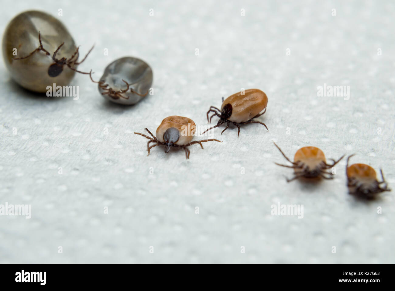 Ticks in different stages of evolution on white background. Adult and ...