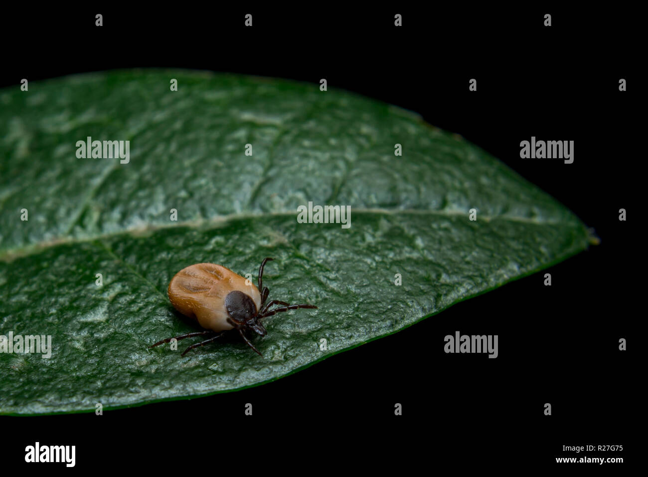 Tick on the leaf, grass Stock Photo - Alamy