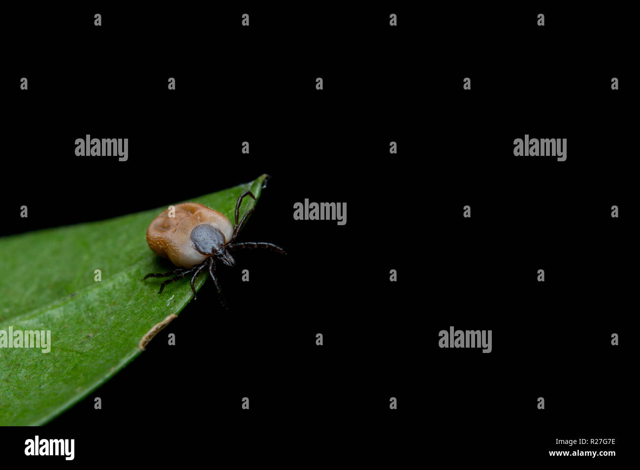 Lyme disease tick sizes hi-res stock photography and images - Alamy