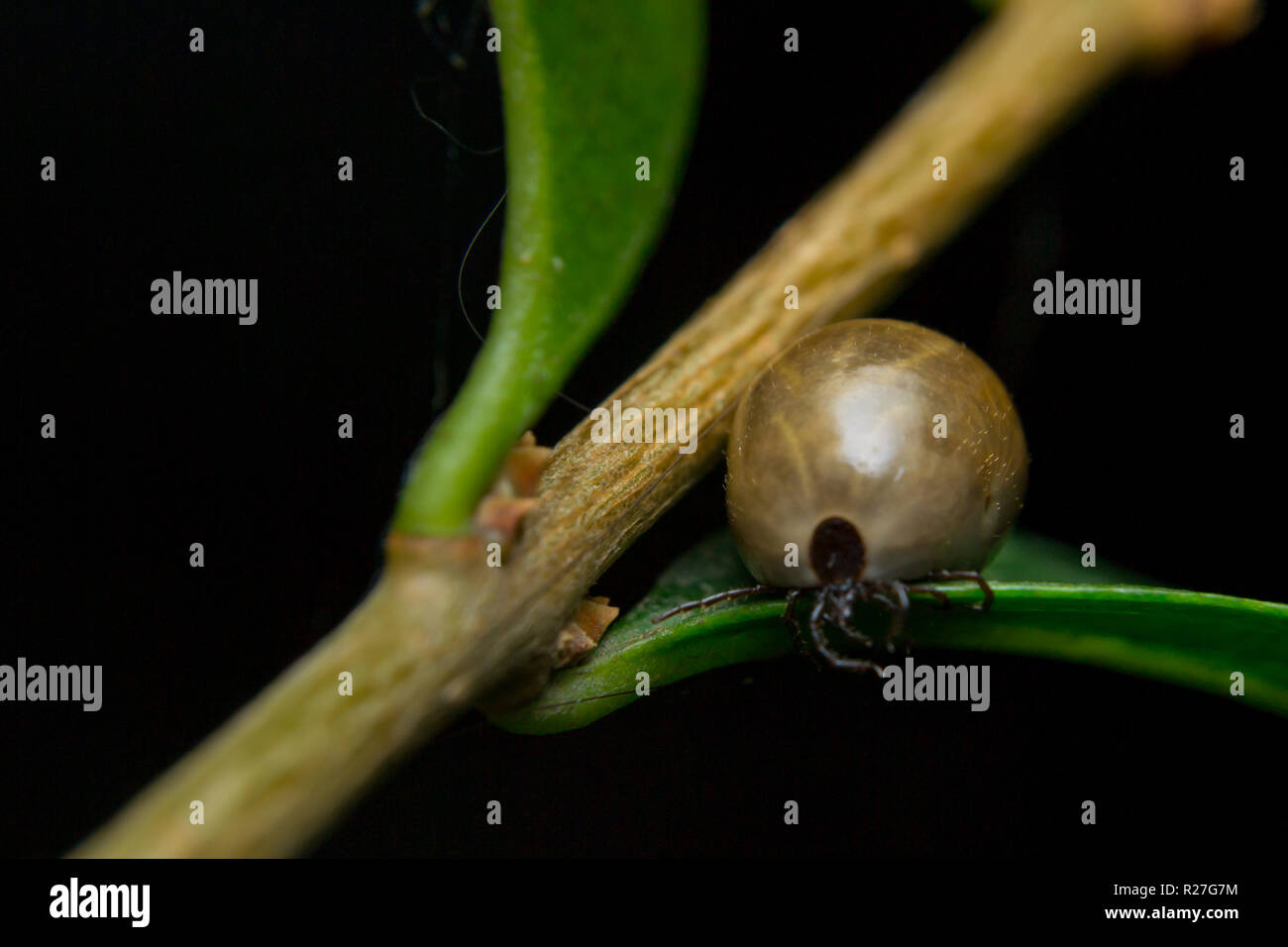Tick on the leaf, grass Stock Photo - Alamy