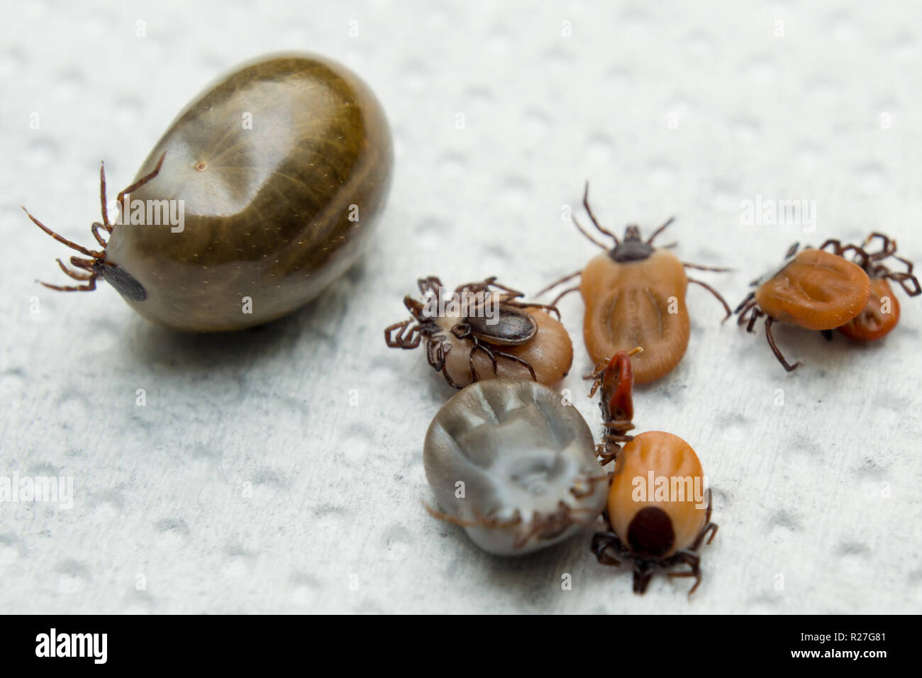 Ticks in different stages on white background Stock Photo - Alamy