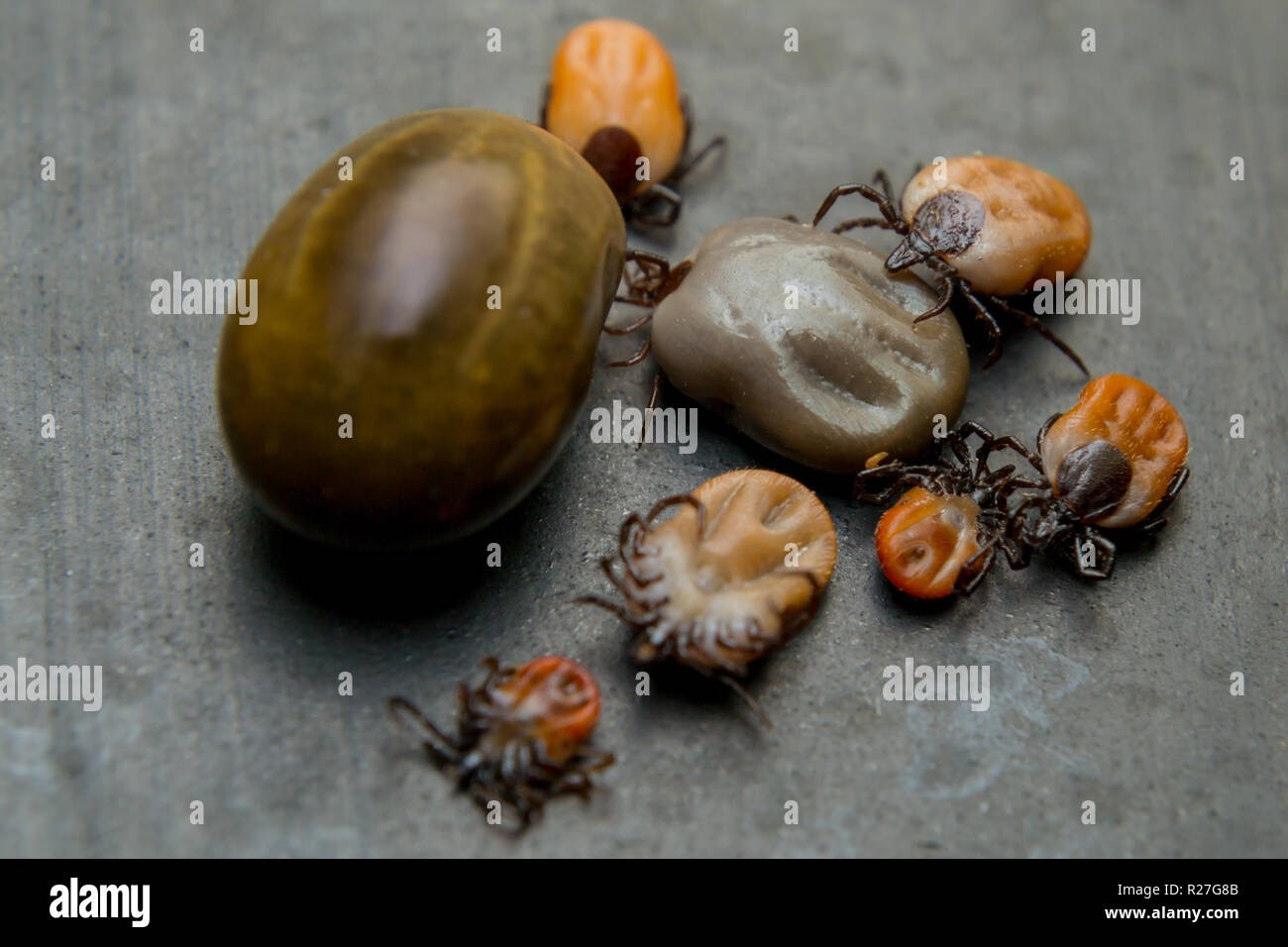Ticks with different sizes on black background Stock Photo - Alamy