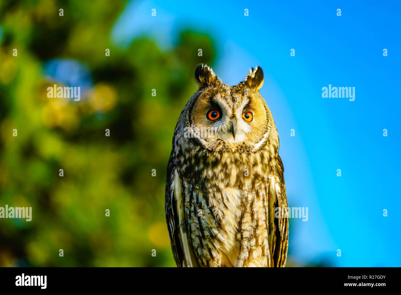Amos branch hi-res stock photography and images - Alamy