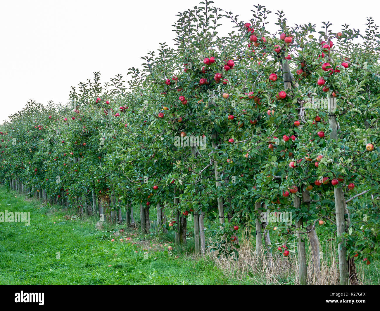 Trellis apple tree hi-res stock photography and images - Alamy