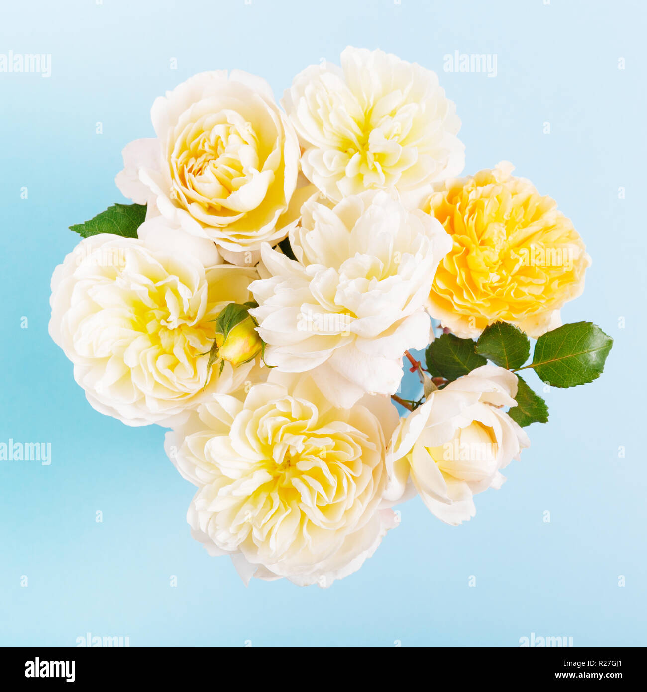 Festive flower composition on the blue background. Overhead view Stock ...