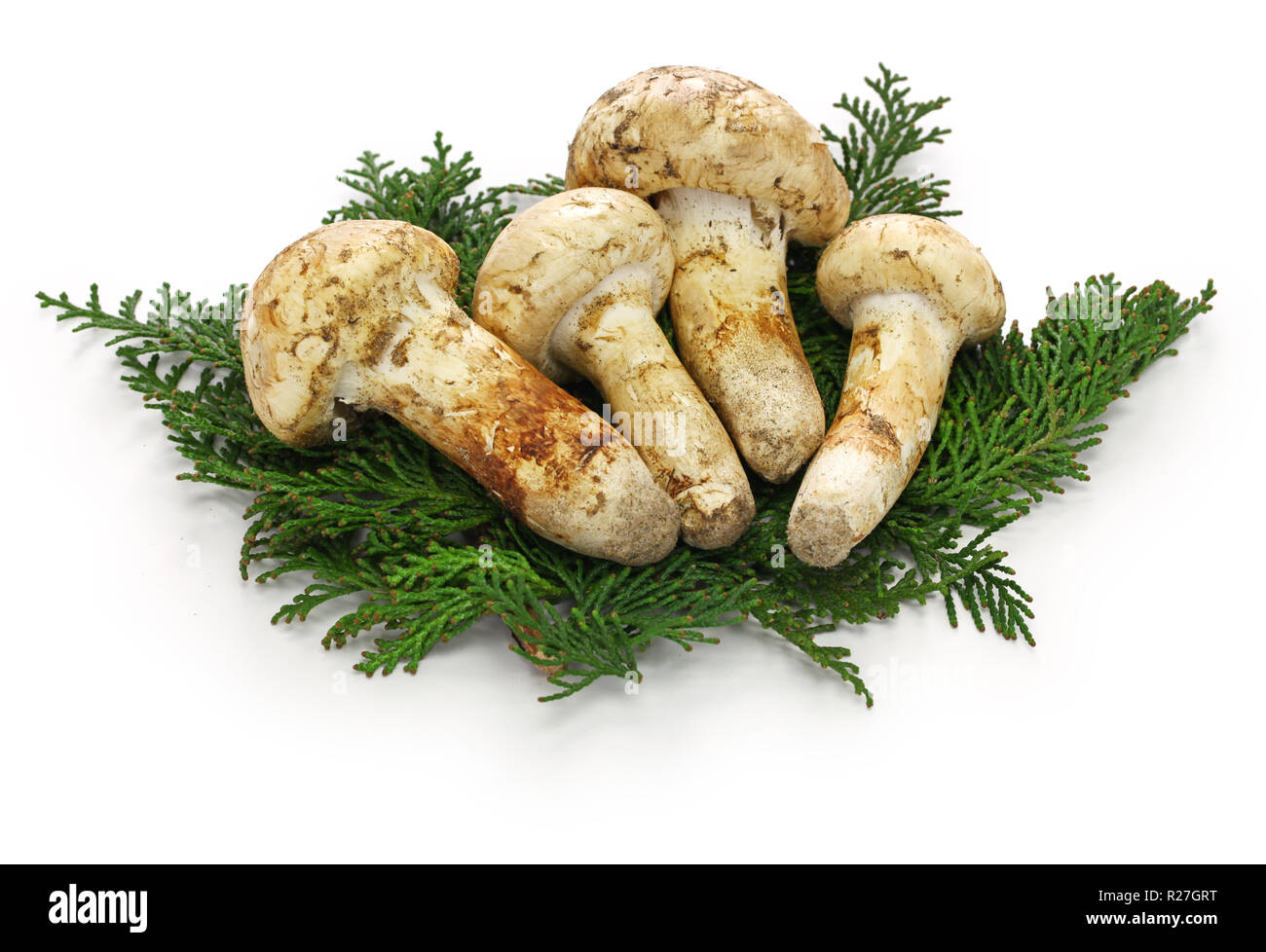 matsutake mushroom isolated on white background Stock Photo - Alamy