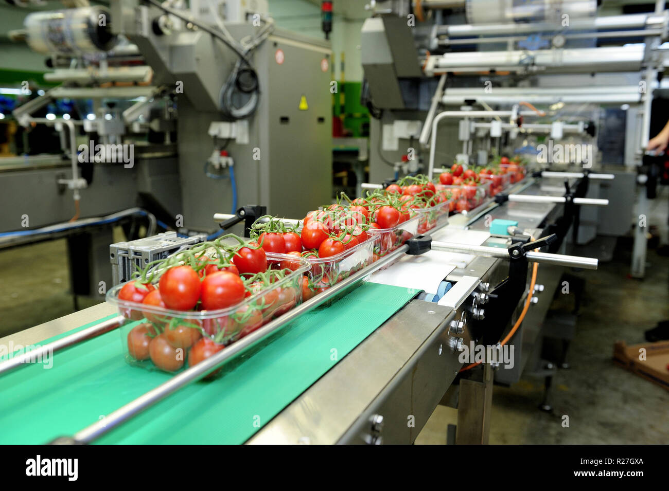 tomatoes, production, business, food, nutrition, greenhouses ...