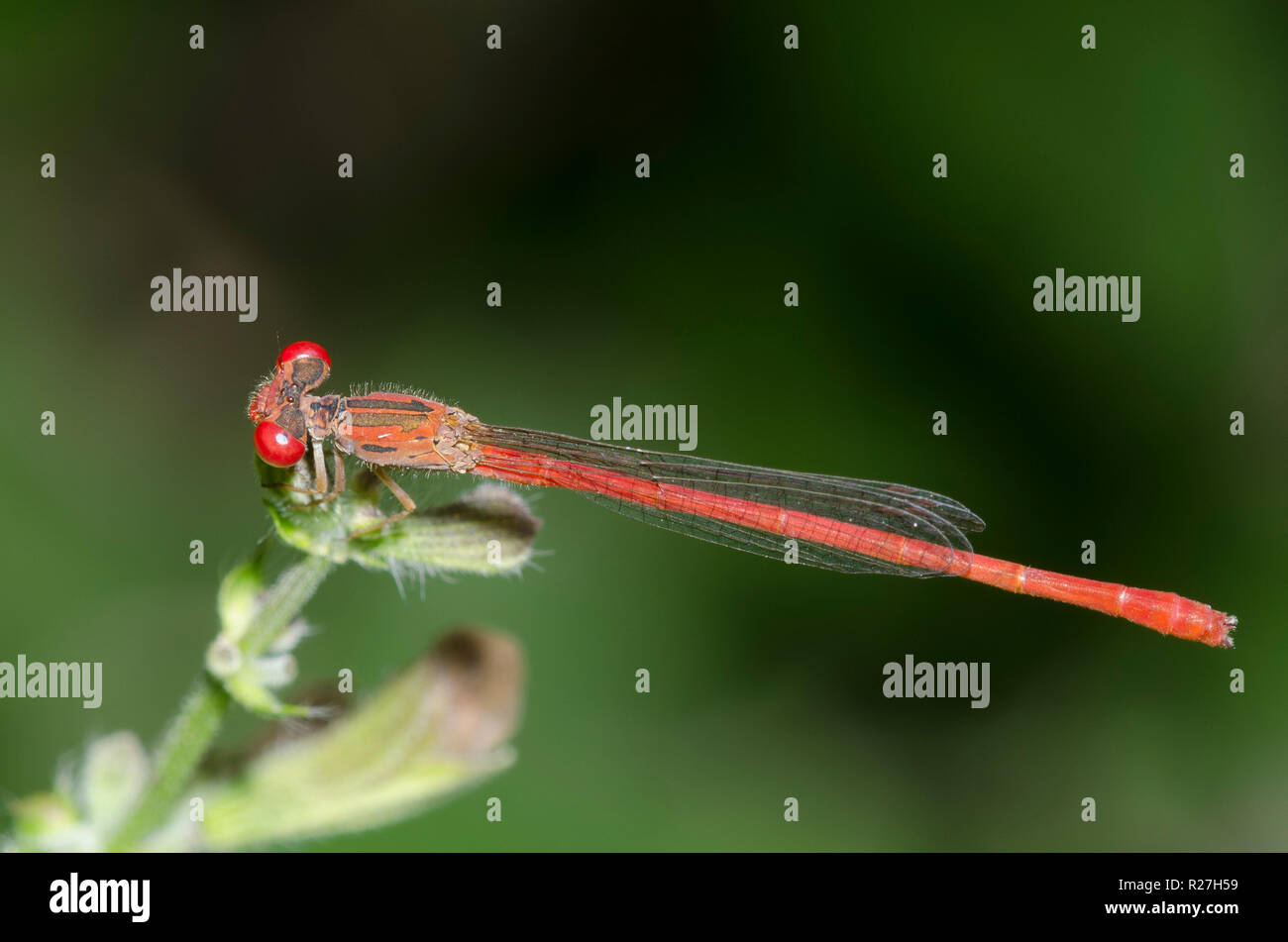 Desert Firetail, Telebasis salva, male Stock Photo - Alamy