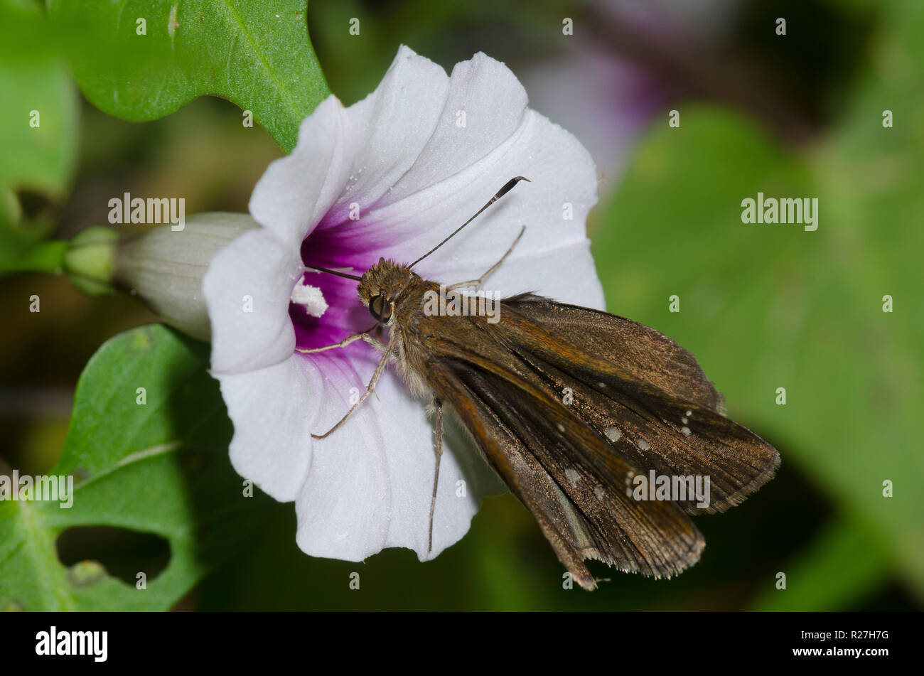 Ocherous Skipper, Lerema ochrius, female on Red-center Morning Glory ...