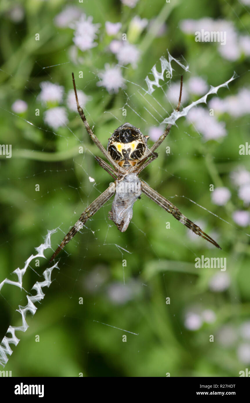 Silver argiope hi-res stock photography and images - Alamy