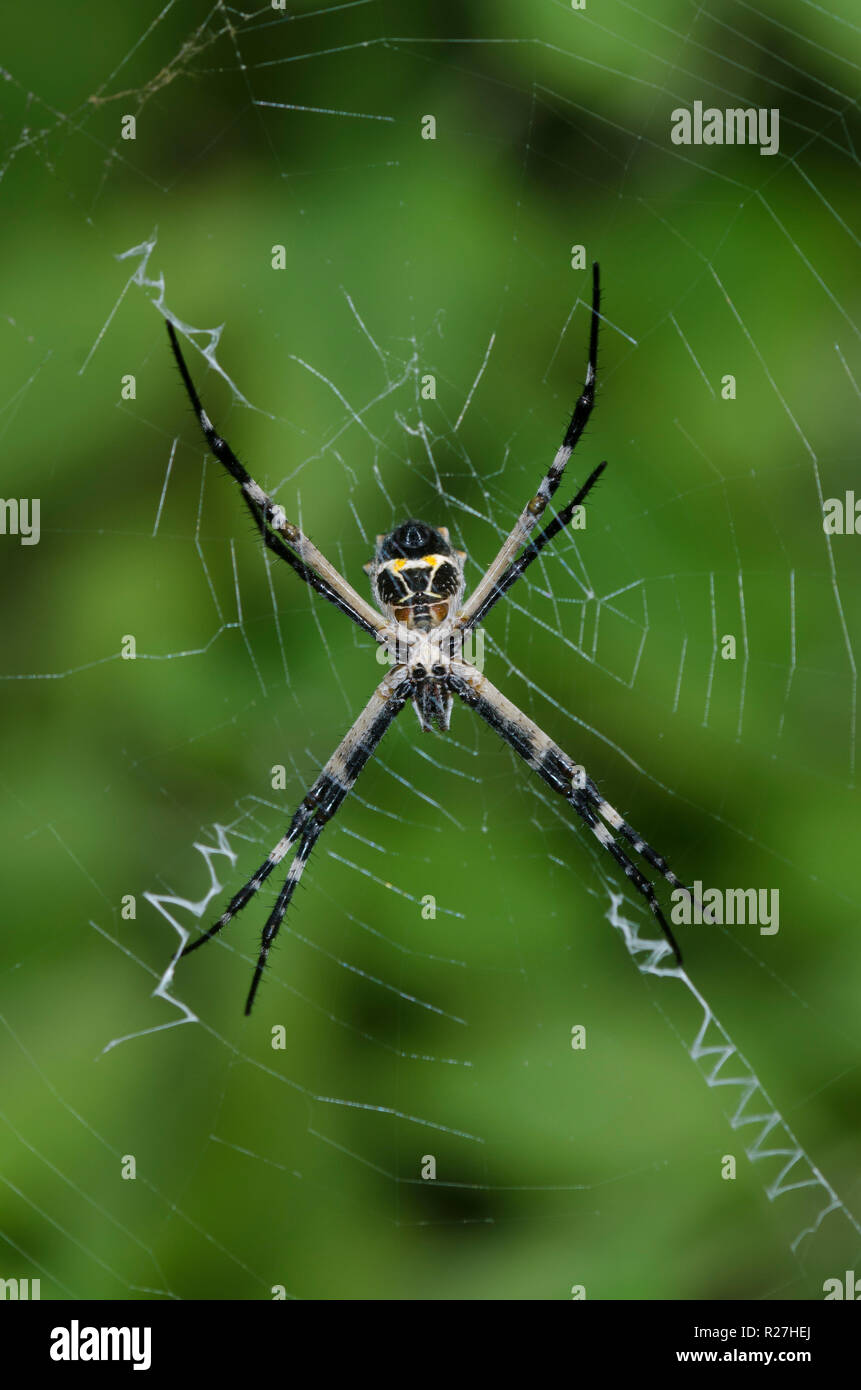 Silver argiope argentata orb weaver spider hi-res stock photography and ...