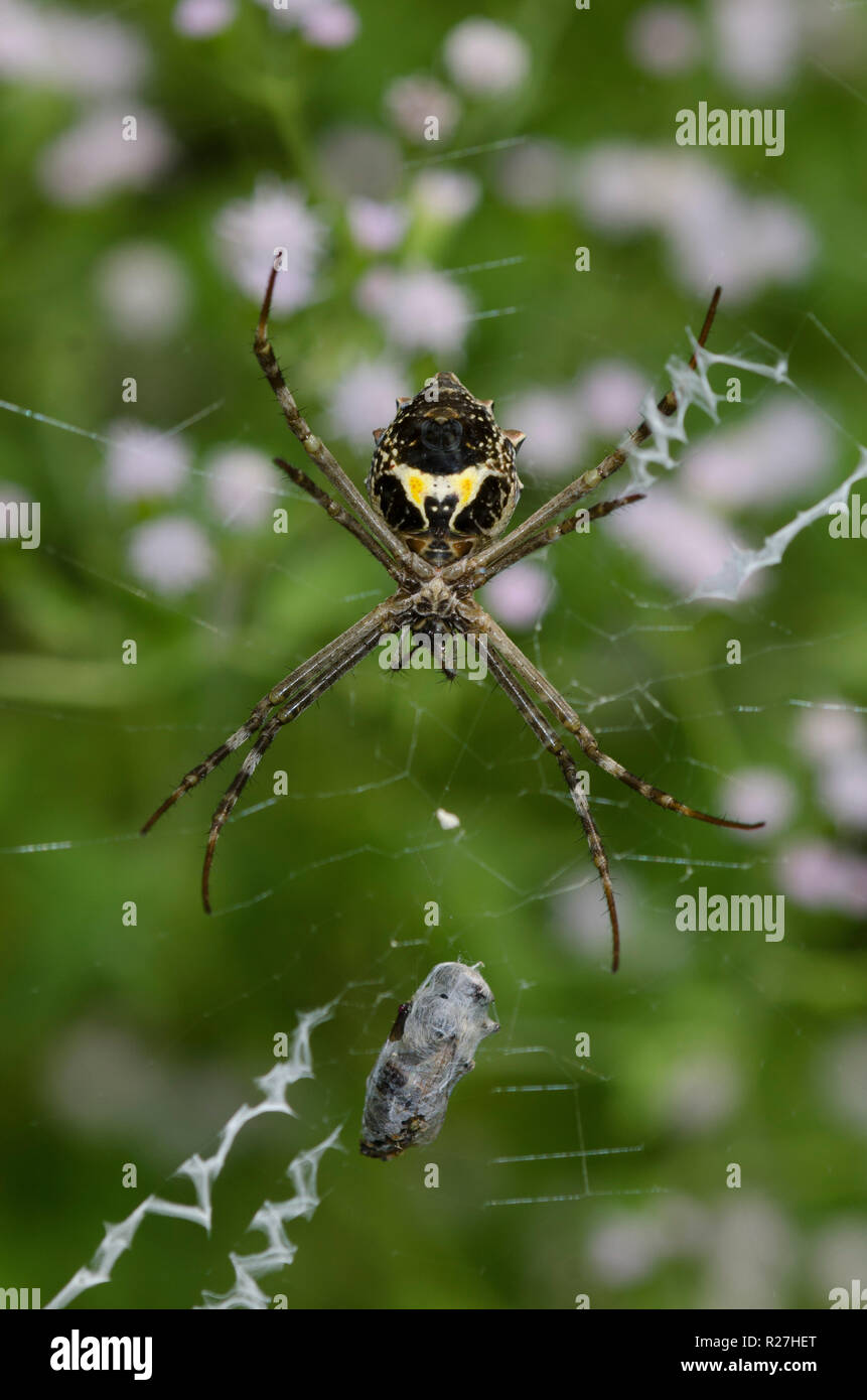 Silver Argiope, Argiope argentata Stock Photo - Alamy