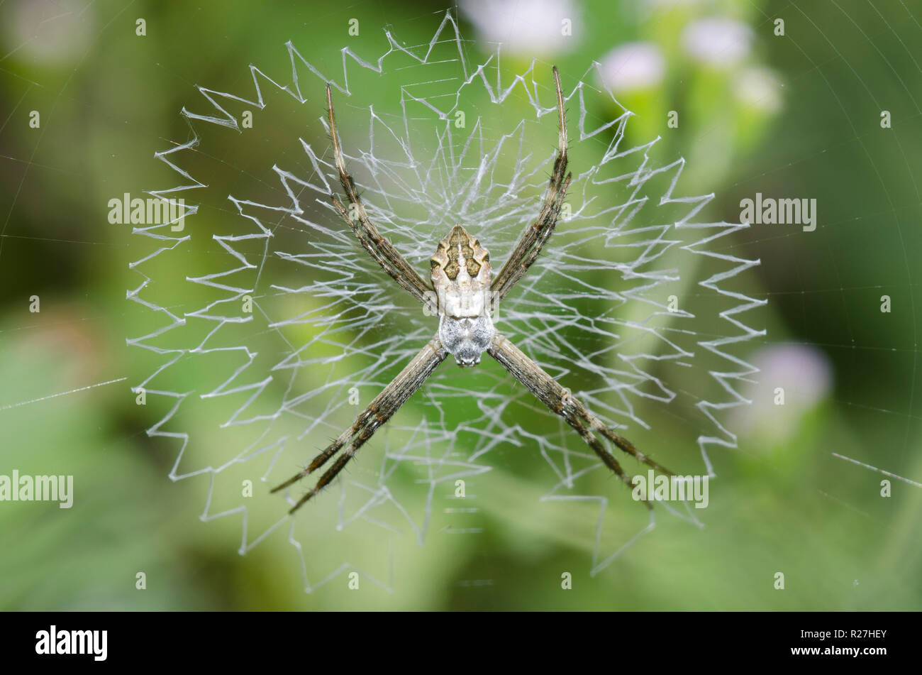 Silver argiope argentata orb weaver spider hi-res stock photography and ...