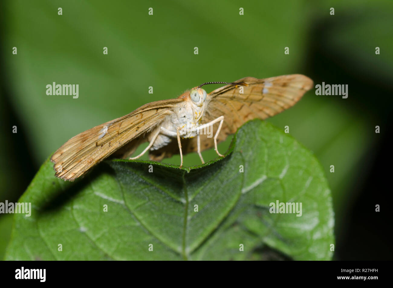 Butterfly curve hi-res stock photography and images - Alamy