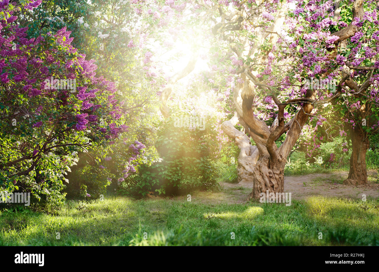 beautiful landscape with old lilac tree blossoming in the garden. Lilac ...