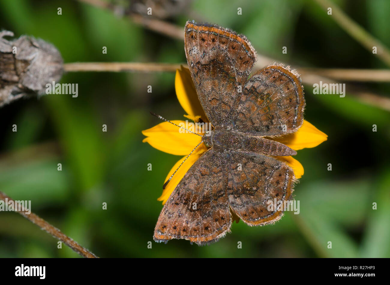 Rounded bloom hi-res stock photography and images - Alamy
