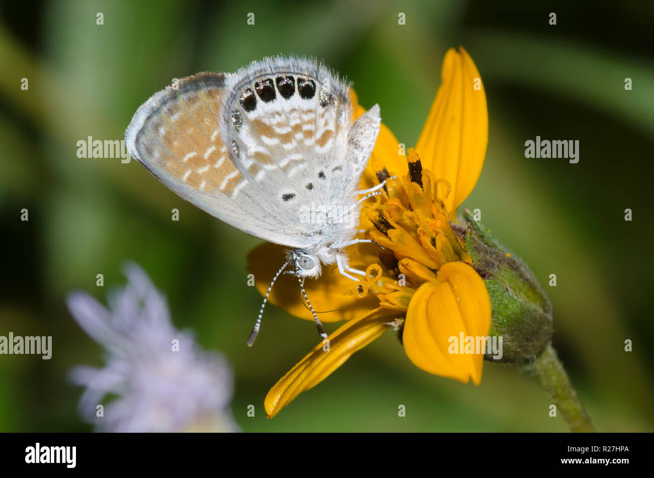 Western Pygmy-Blue, Brephidium exilis, nectaring on yellow composite ...