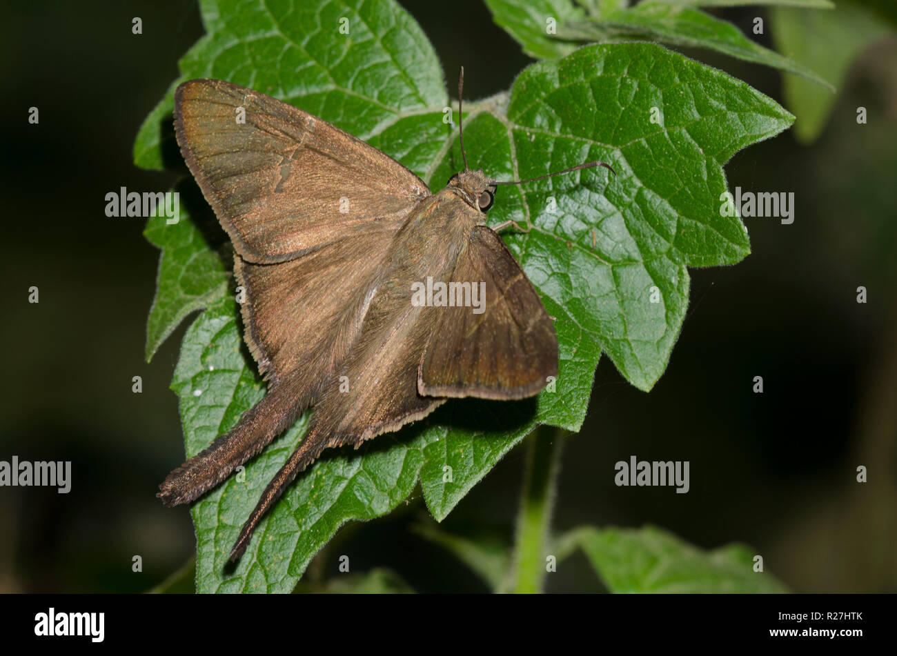 Urbanus procne hi-res stock photography and images - Alamy
